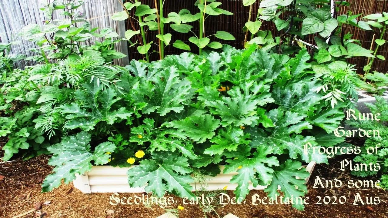 Rune garden progress of plants and some seedlings, early Dec, Bealtaine ...