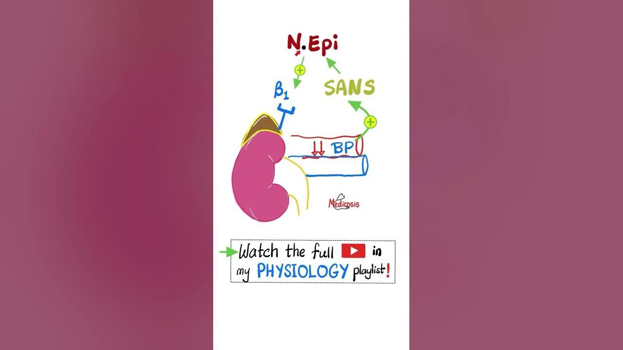 Renin Angiotensin Aldosterone System Raas Physiology Anatomy