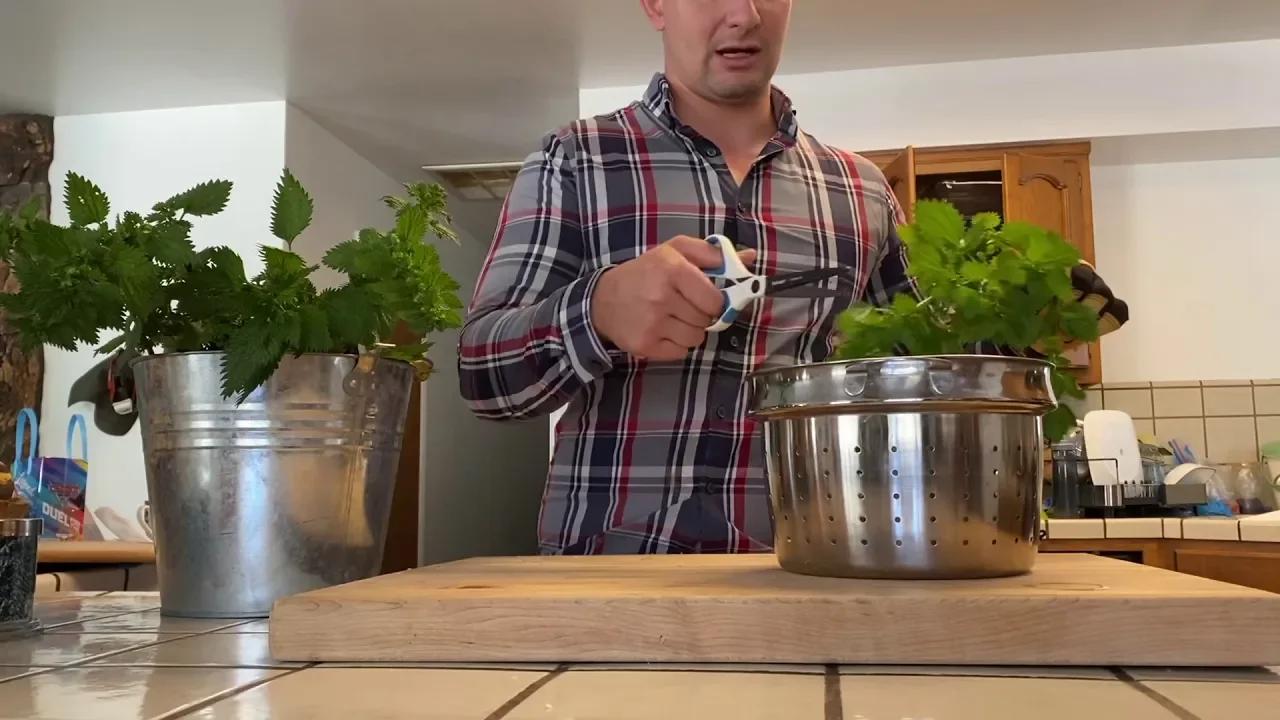 How to Harvest and Cook Stinging Nettle
