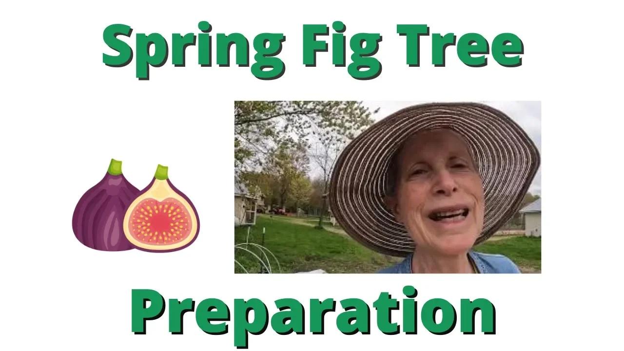 Fig Trees Spring Prep
