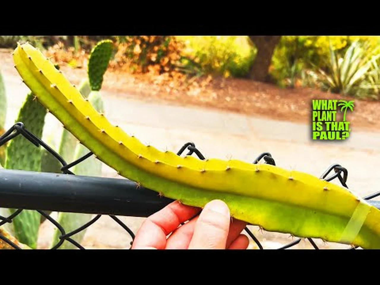 GRAFTED DRAGON FRUIT UPDATE TOUR / Israeli Research ( GRAFTED vs UNGRAFTED ) / What I hope to LEARN