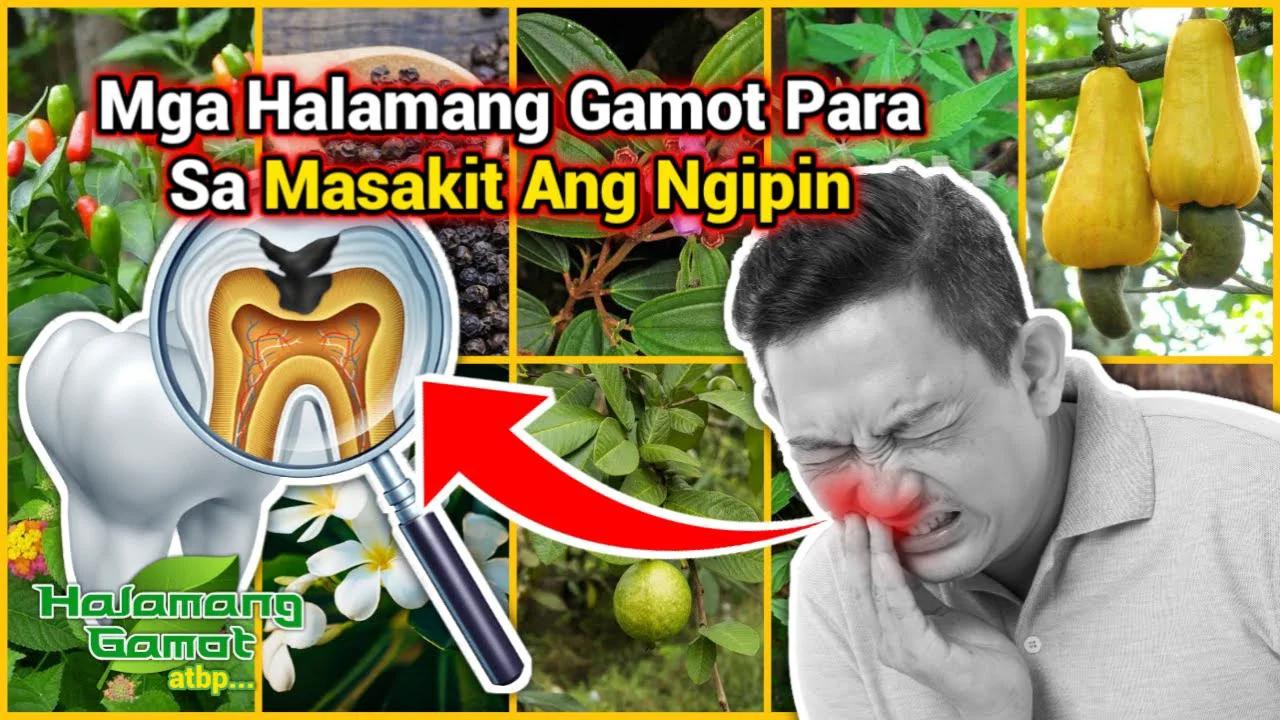 Mga Halamang Gamot Para Sa Masakit Ang Ngipin | Halamang Gamot ATBP