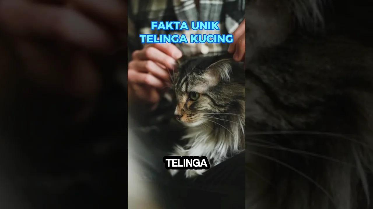 Fakta Unik Telinga Kucing #feedshorts #kucing #hewan
