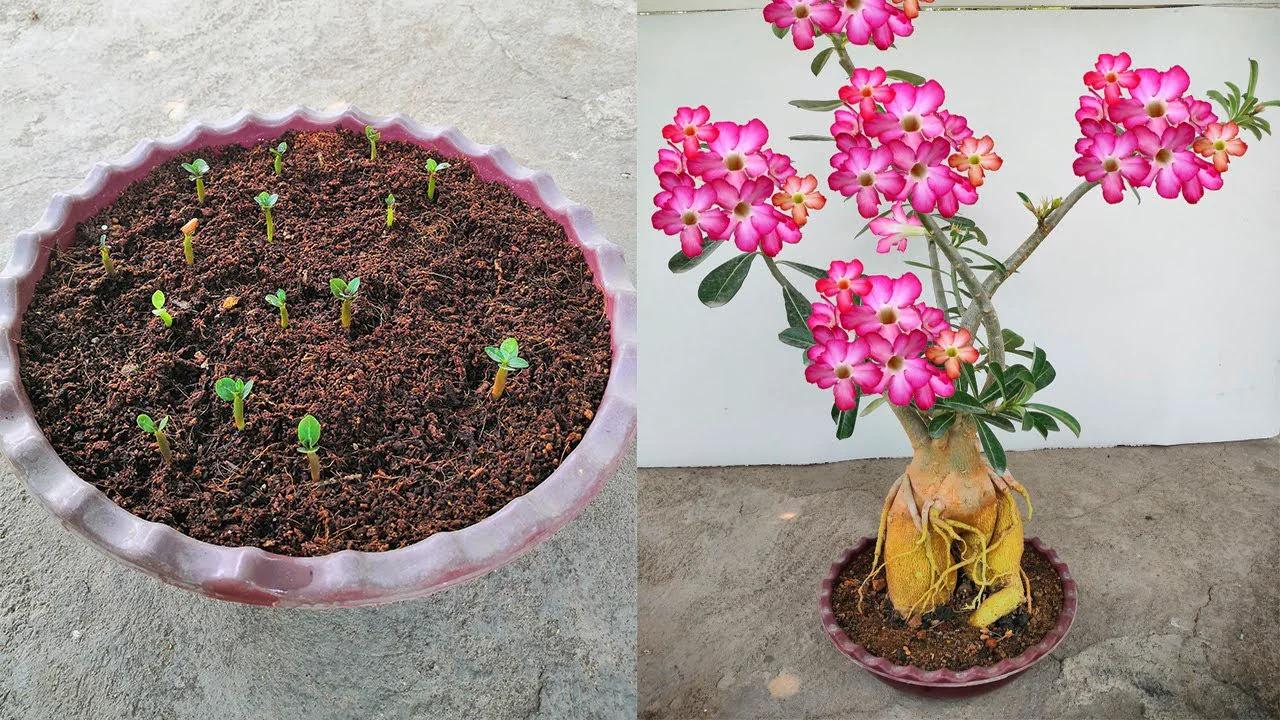 Growing adenium from seeds | Ultimate guide to successful adenium seed ...