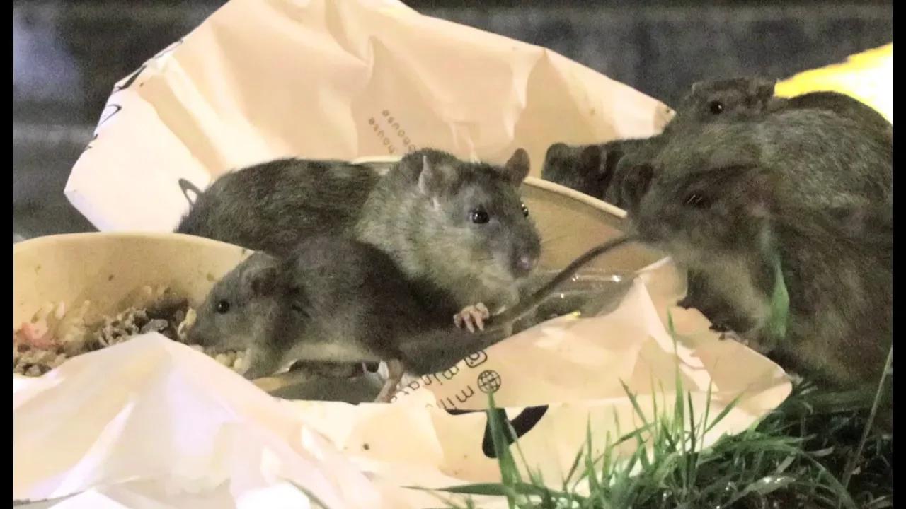 invasion de rats dans paris