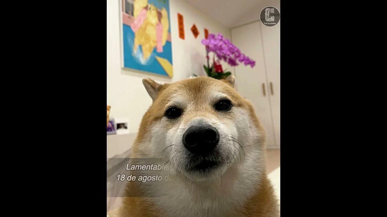 Cheems, el perro más famoso de Internet #curiosidades #shorts