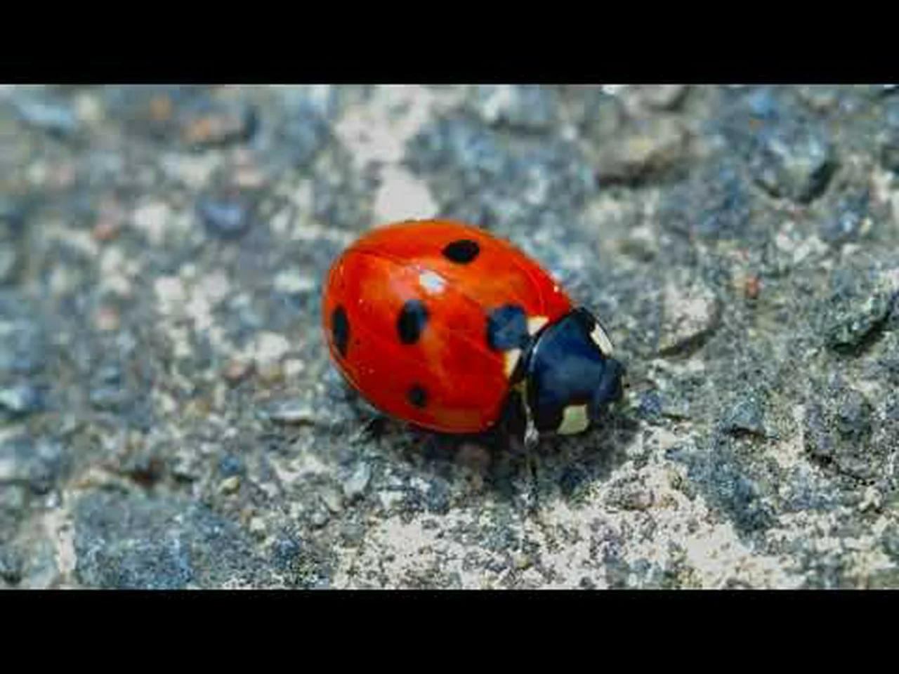 insects & bugs around a Glasgow garden 2022 - bees, ladybird, slug ...