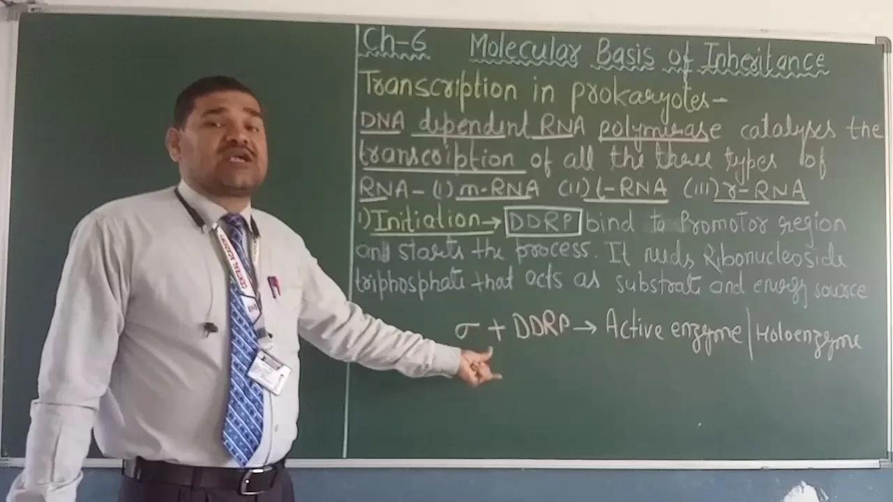 Class XII Ch 6 Molecular basis of Inheritance Part 15