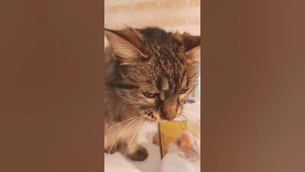 How to Brainrub a Meatball #cat