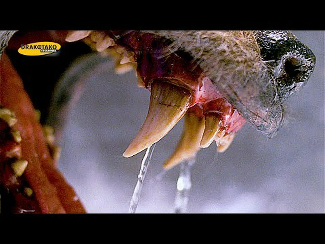 Top 10 Dientes Más Grandes y Poderosos del Reino Animal