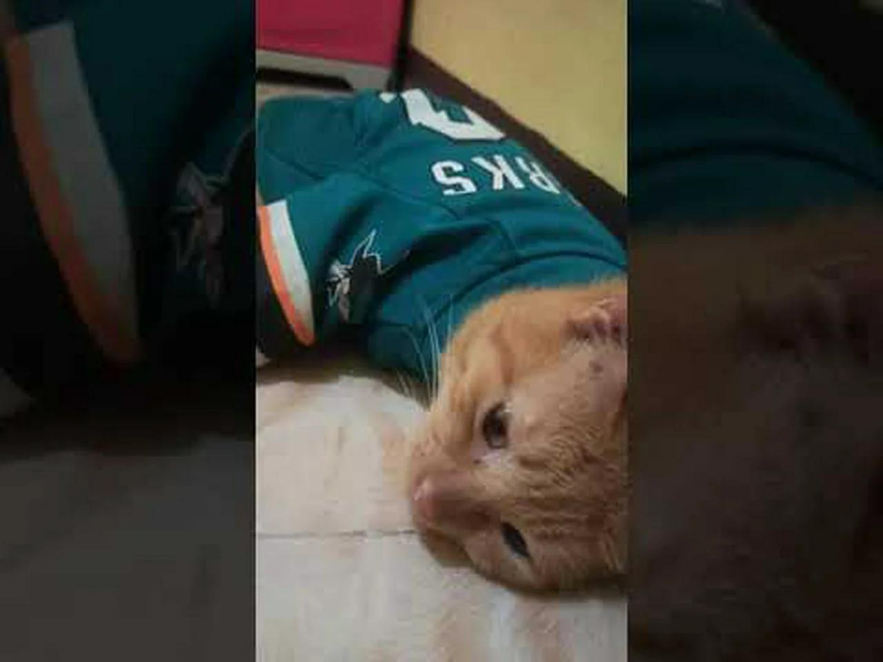 Real Life Garfield Cat