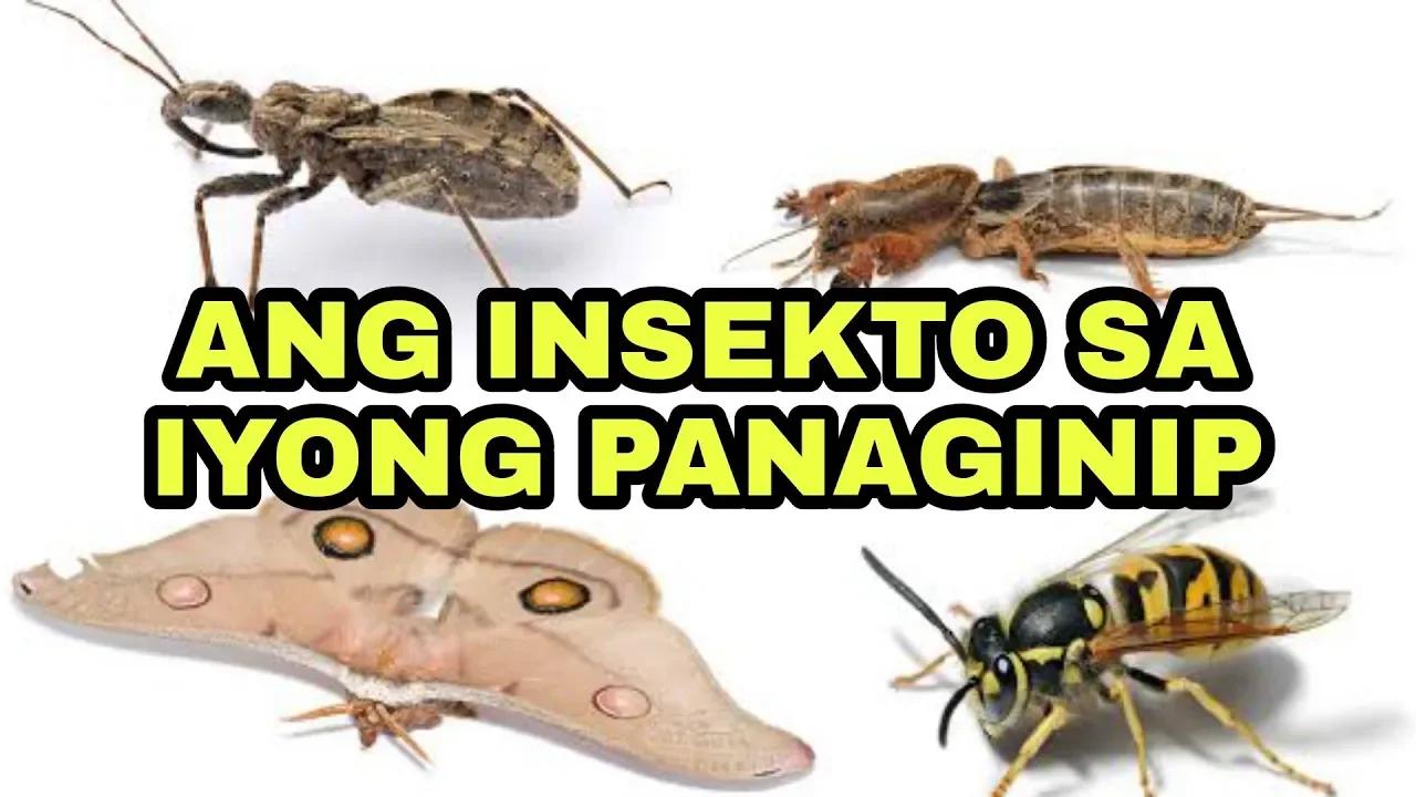 ANG MGA INSEKTO SA IYONG PANAGINIP AT KAHULUGAN NITO |DREAM ...