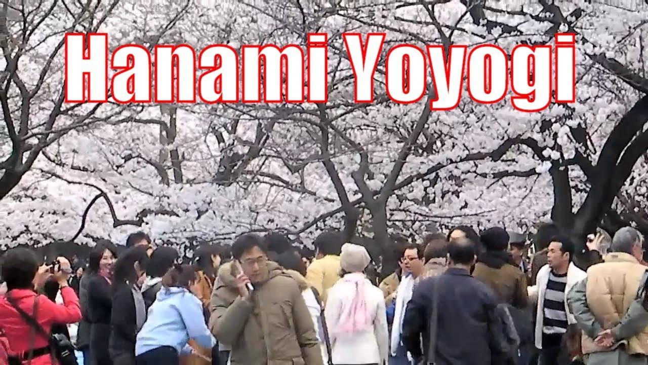 🇯🇵 Hanami at Yoyogi Park