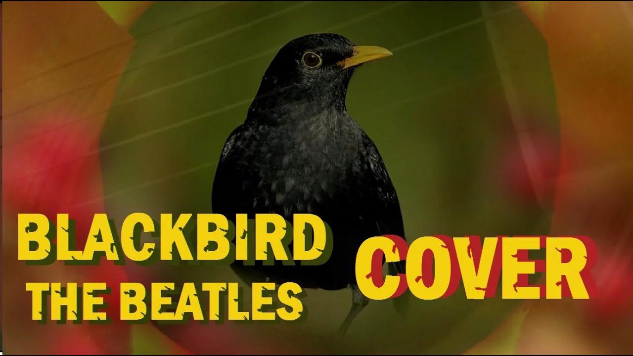 Blackbird - The Beatles | Cover