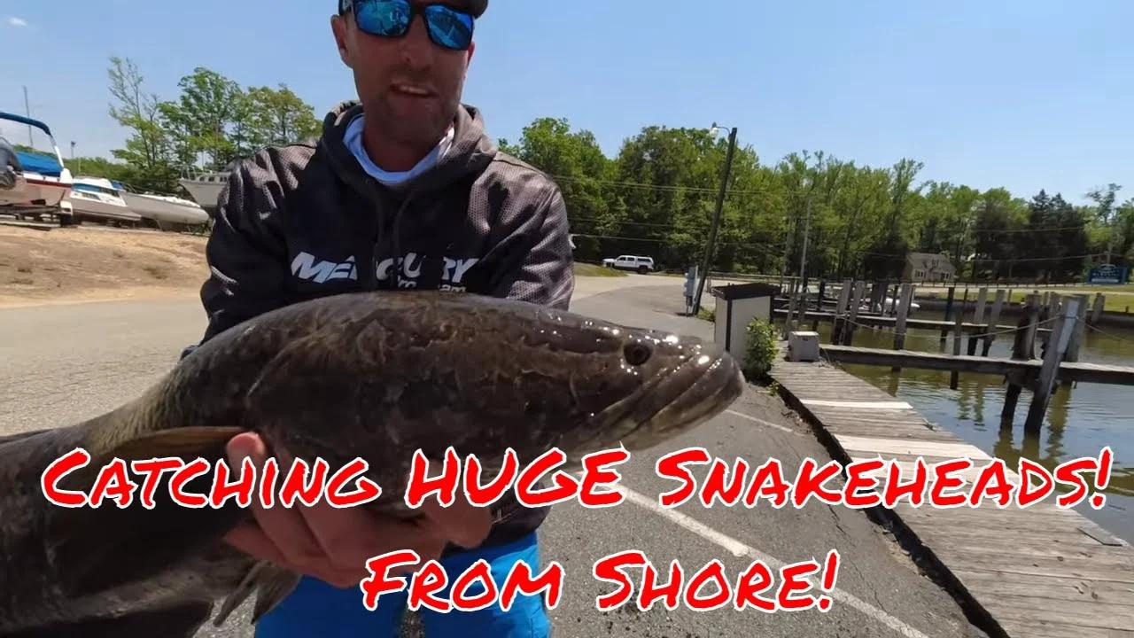 Snakehead Fishing on the Chesapeake Bay - How I like to target these fish!