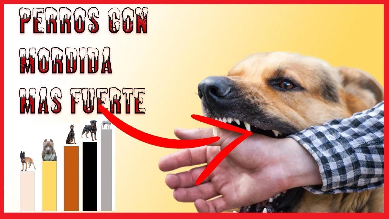 Las razas de perro con la mordida mas fuerte del mundo
