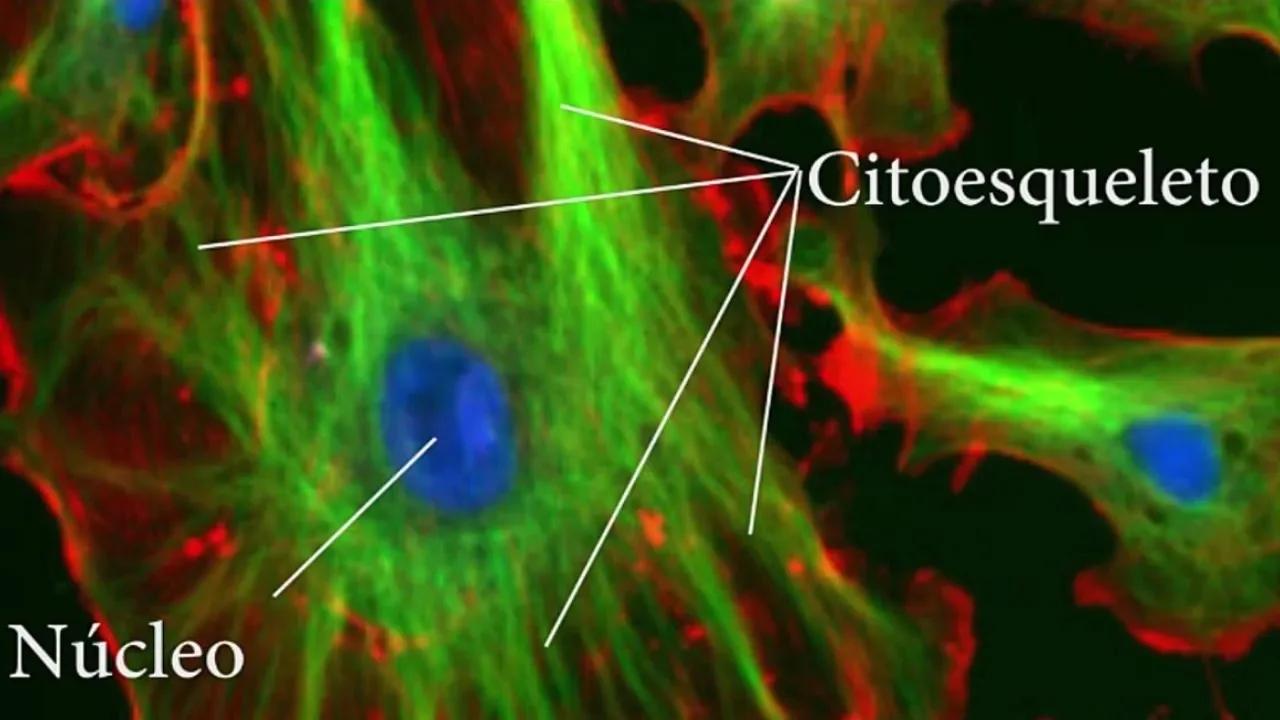 ¿Qué es el citoesqueleto? Características, funciones, estructura ...