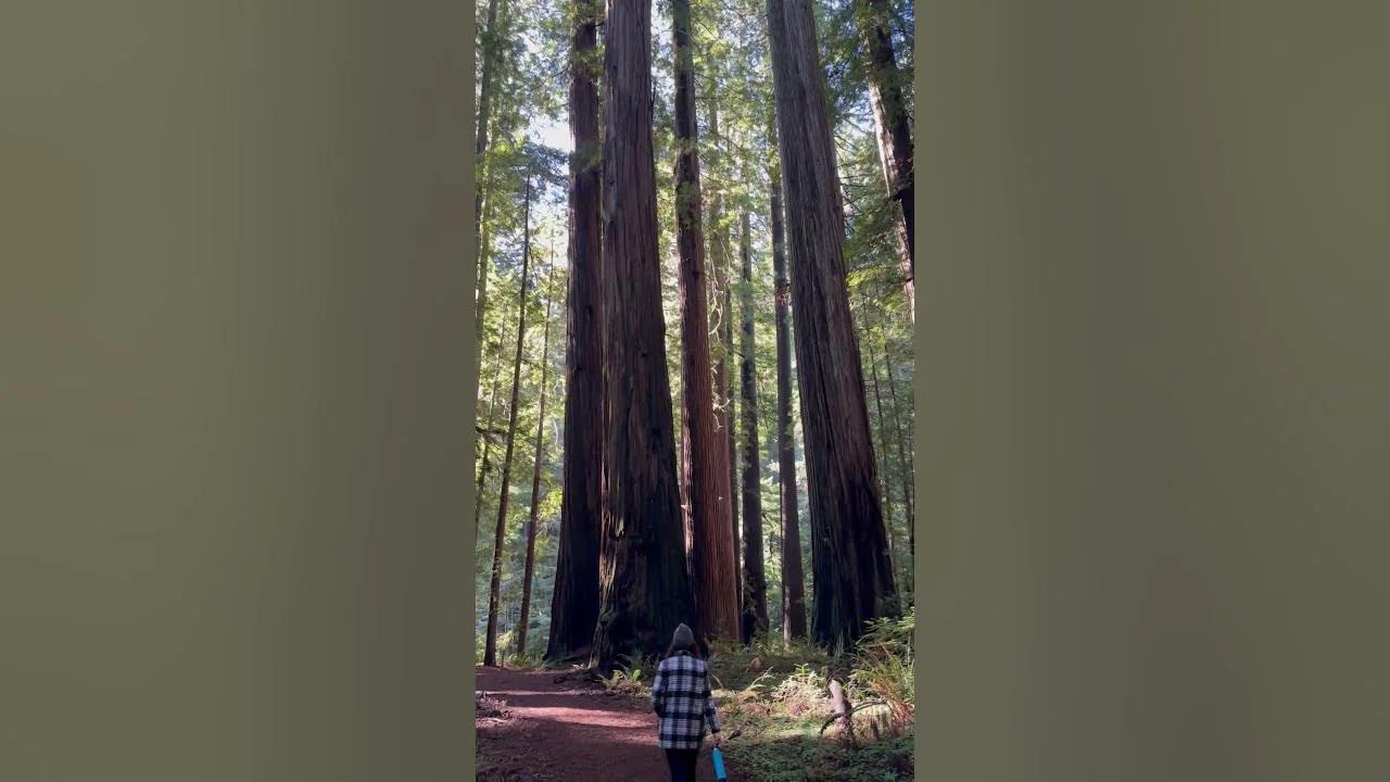 Coast Redwoods in Rockefeller Forest of Humboldt Redwoods State Park in ...
