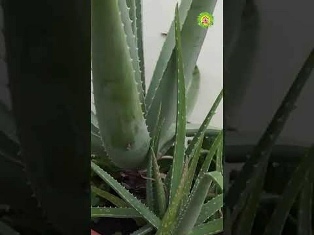 35 usos de la savila parte 2 #shorts #tiktok #sabila