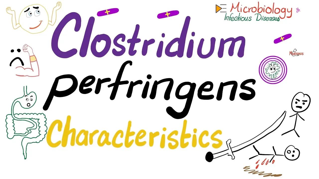 Clostridium perfringens Characteristics | Microbiology 🧫