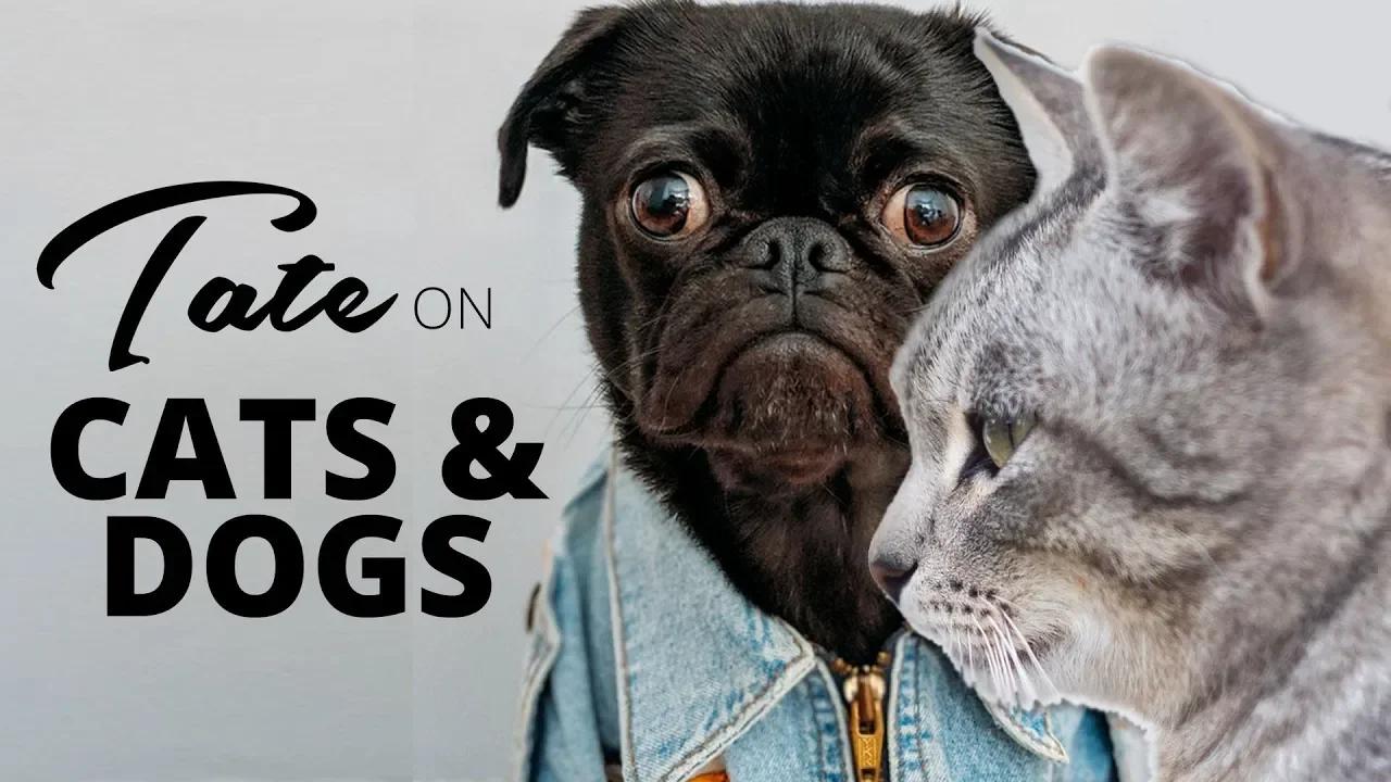 Tate on Cats and Dogs Episode #11