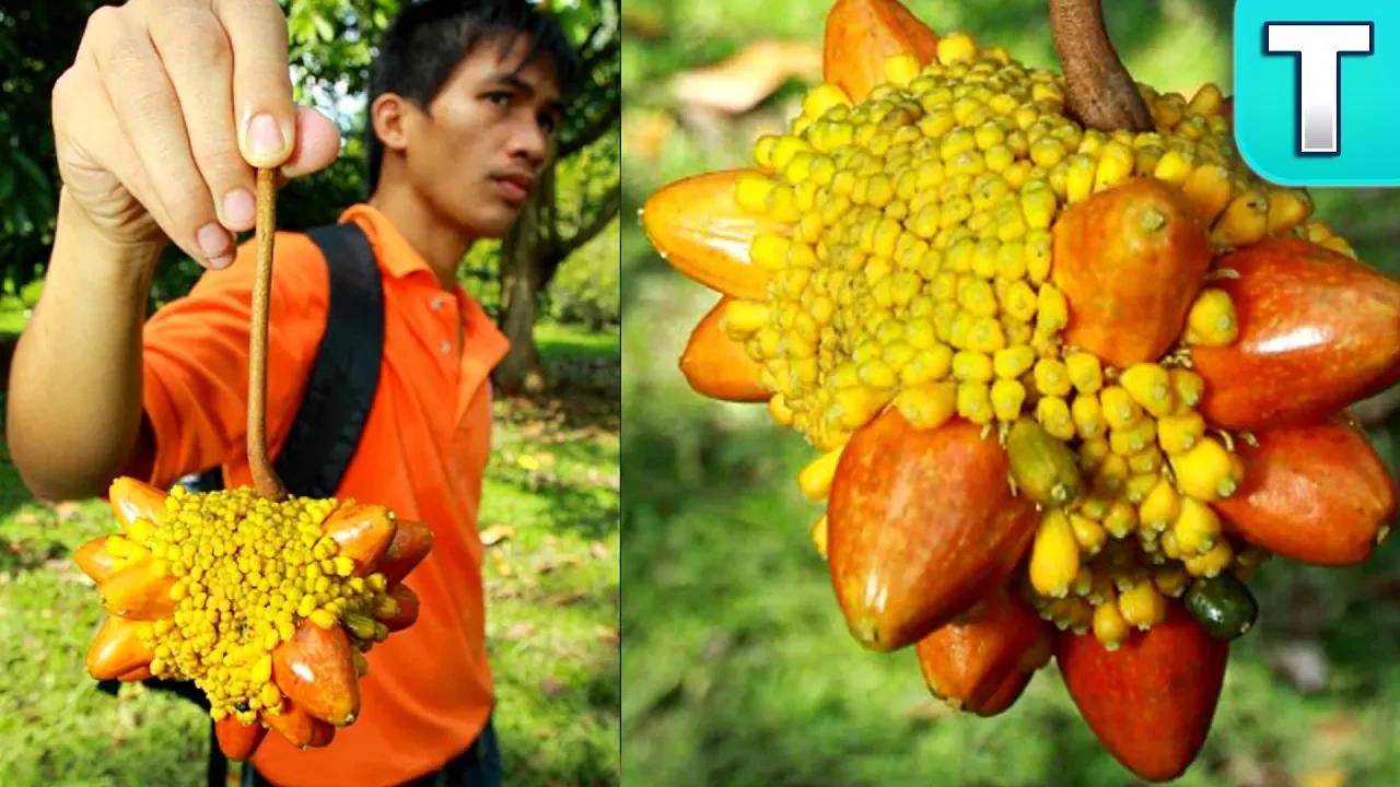 Top 10 Fruits You've Never Heard Of Part 9