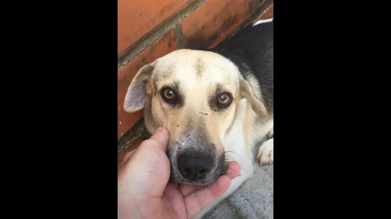 I rescued another street dog - Venezuela Now - Sep 2nd, 2024