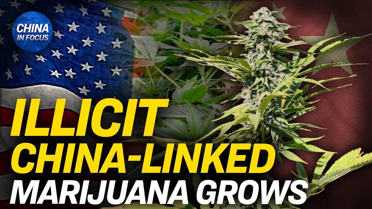 Illicit Chinese Marijuana Grows: Lawmakers Concerned | Trailer | China ...
