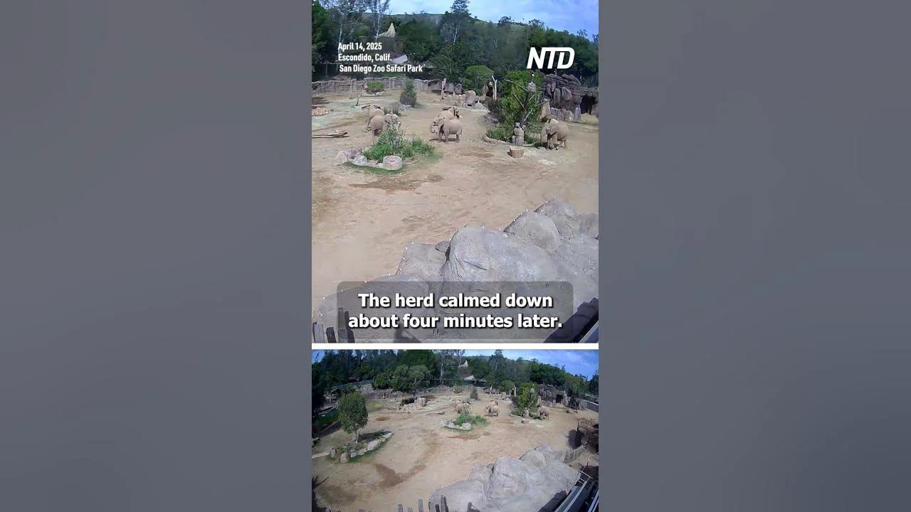 Zoo Elephants Form Alert Circle as Earthquake Hits Southern California