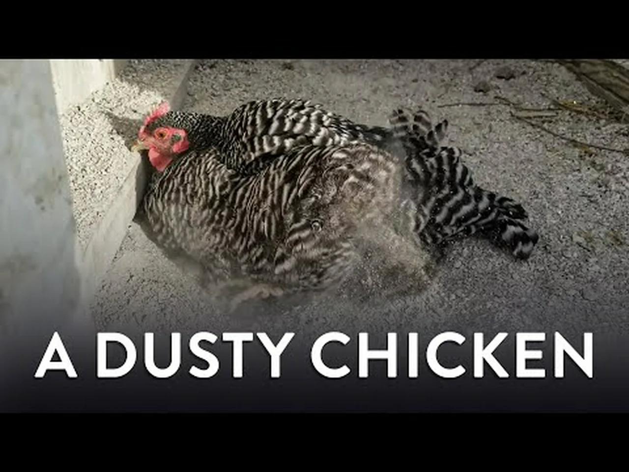 A Dusty Chicken