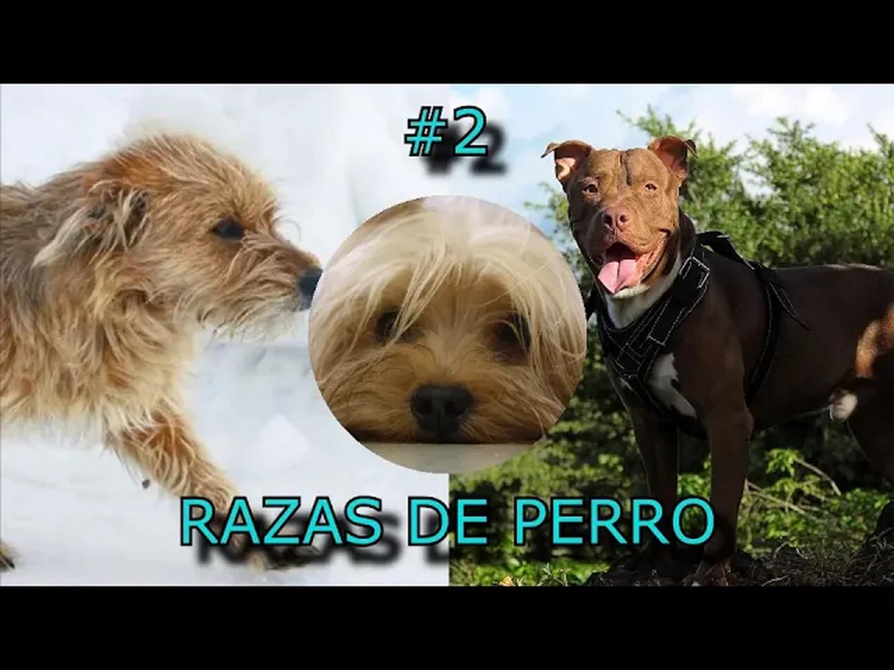 Conociendo todas las diferentes razas de perro parte 2