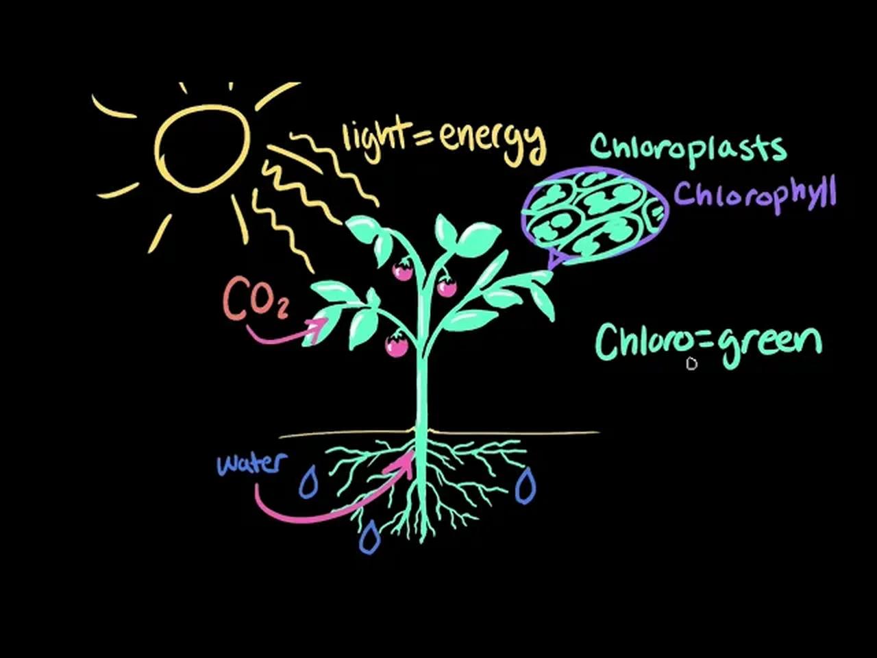 Photosynthesis in organisms | Matter and energy in organisms | Middle ...