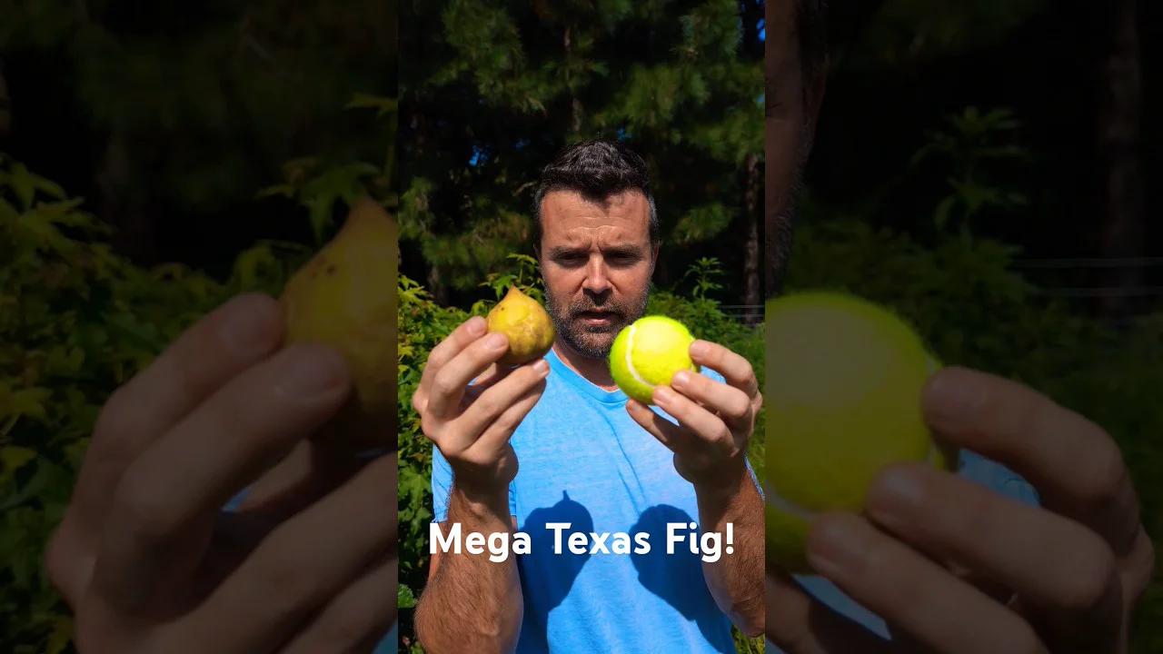 Mega Texas Fig! #fig #fruit #foodforest