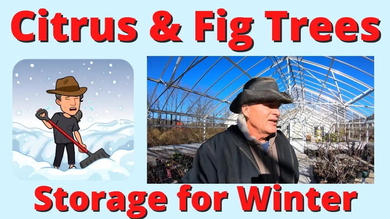 Fig and Citrus Trees moved for the winter November 8th 2022