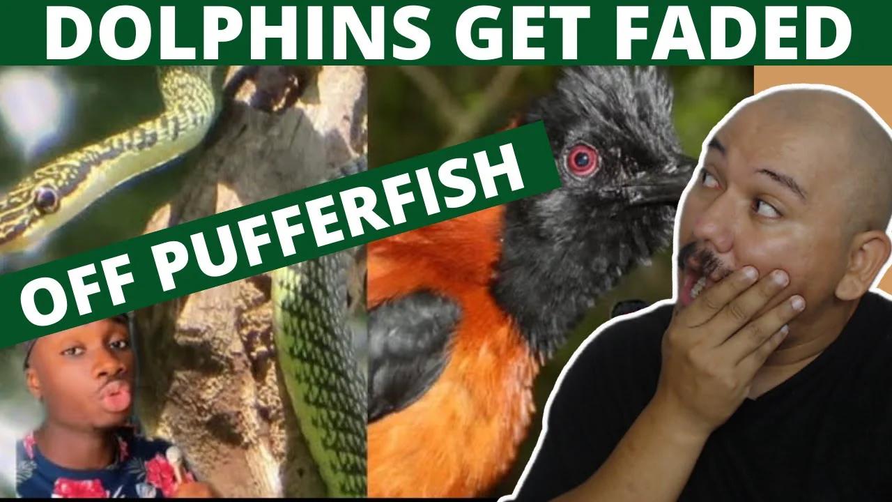 Why Dolphins Get Faded and Elevated Off Pufferfish How Animals Play ...