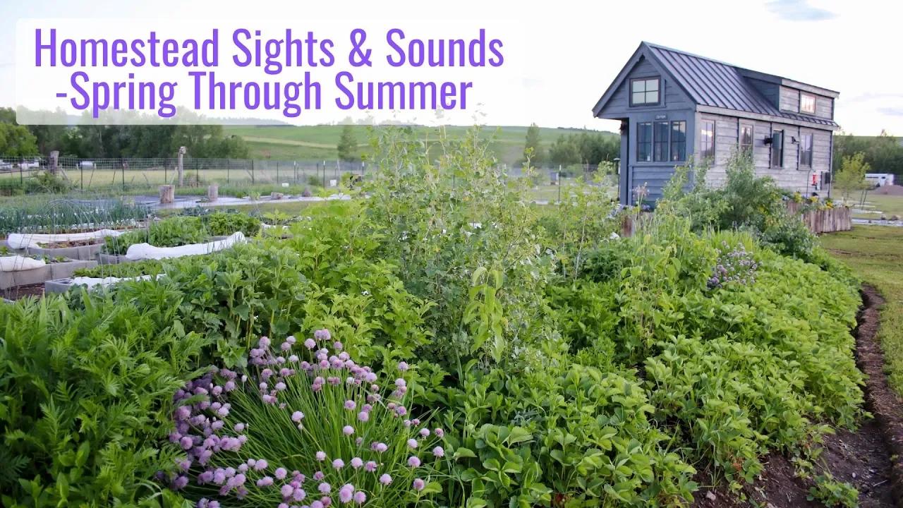 Wyoming Homestead Sights & Sounds - Spring Through Summer in Our High ...