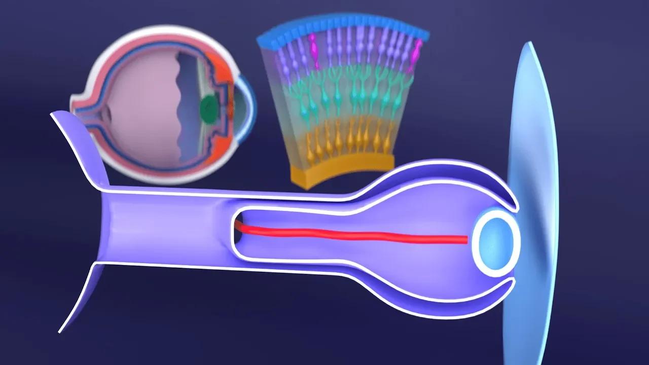3D Development of the Eye: A Comprehensive Overview - Eye Embryology ...