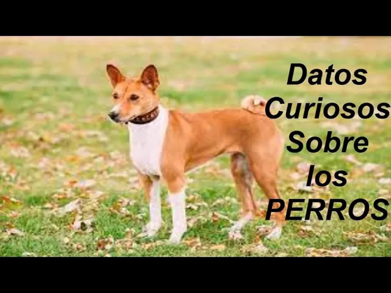 Datos Curiosos Sobre los PERROS