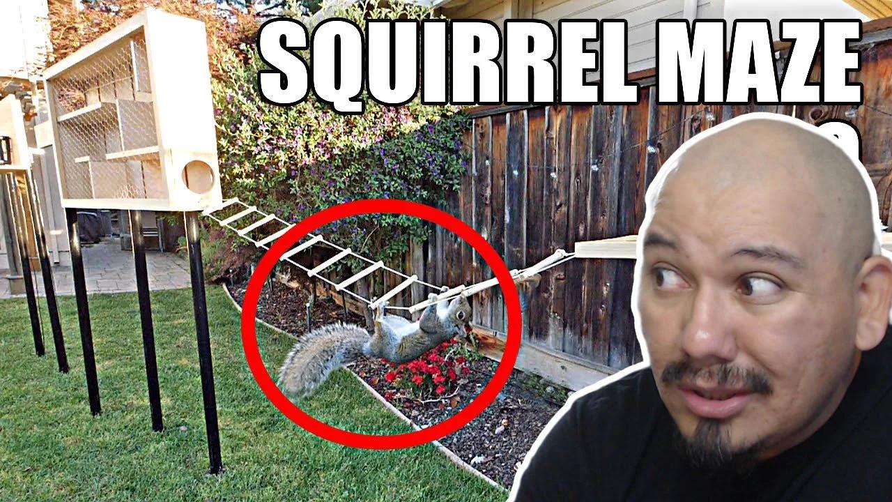 Backyard Squirrel Maze 1 0 Reaction - Ninja Warrior Course: Mark Rober ...