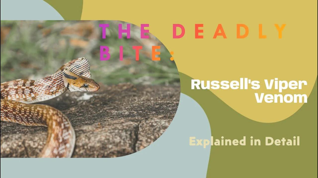 🐍 The Deadly Bite: Russell’s Viper Venom Explained 🐍