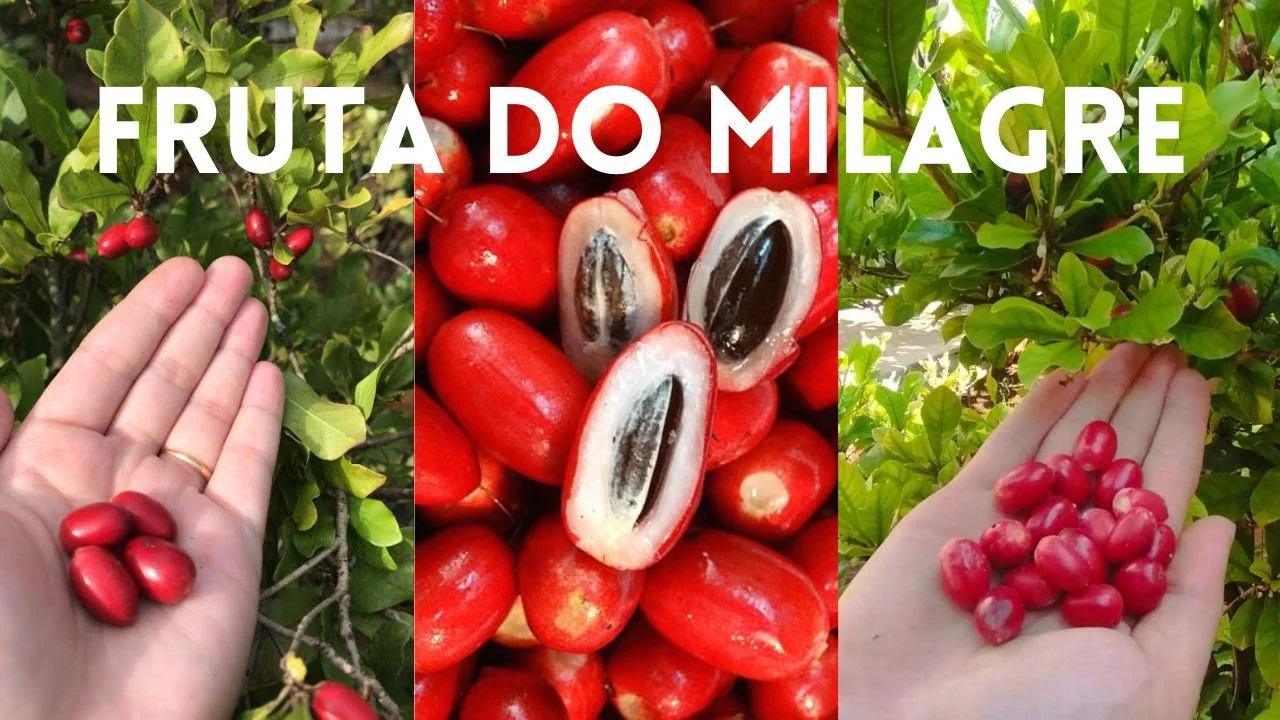 CONHEÇA A FRUTA DO MILAGRE QUE PODE TRANSFORMAR QUALQUER SABOR ACIDO EM ...