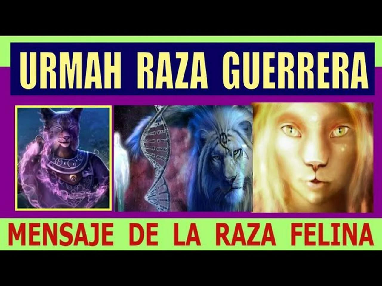 RAZA EXTRATERRESTRES DE FELINOS👽👽👽 urmah Felinos Raza Guerrera👽👽MENSAJE ...