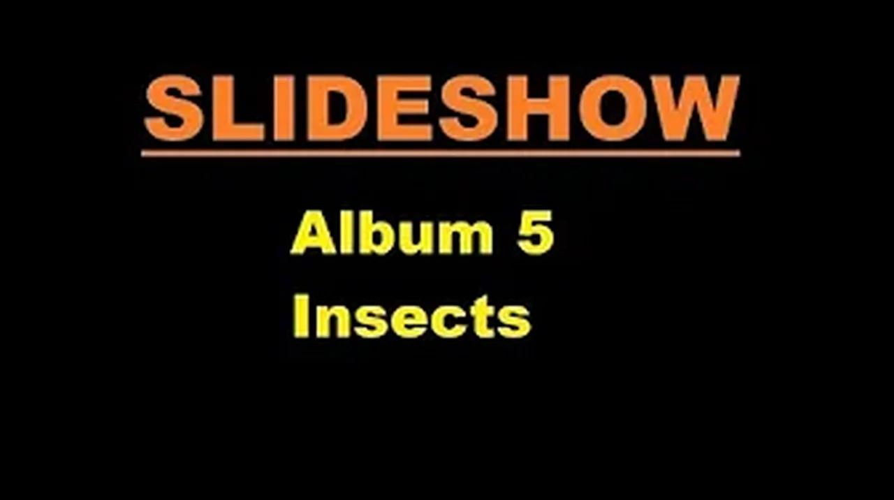 SLIDESHOW - Album 5 - Insects