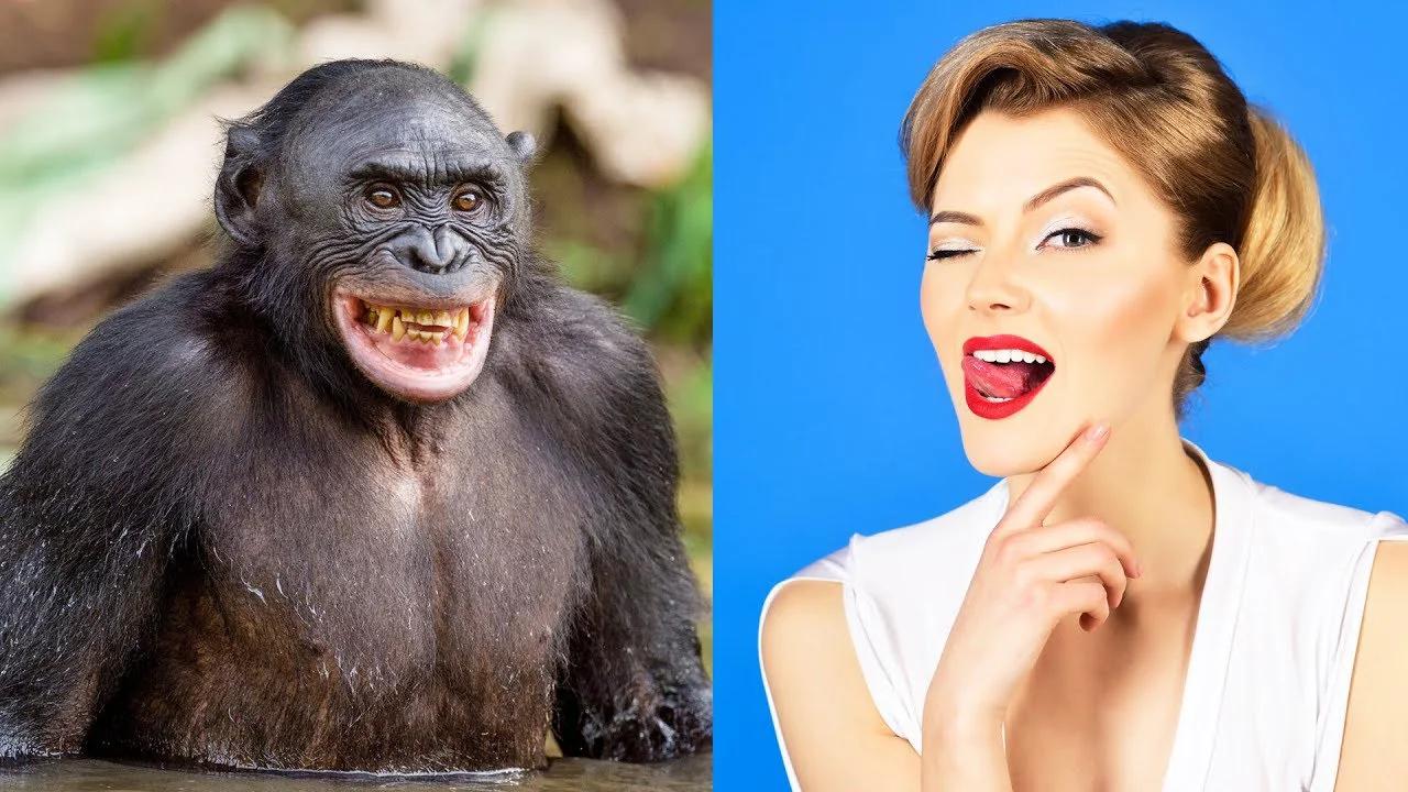 Turd Flinging Monkey - MGTOW Chats