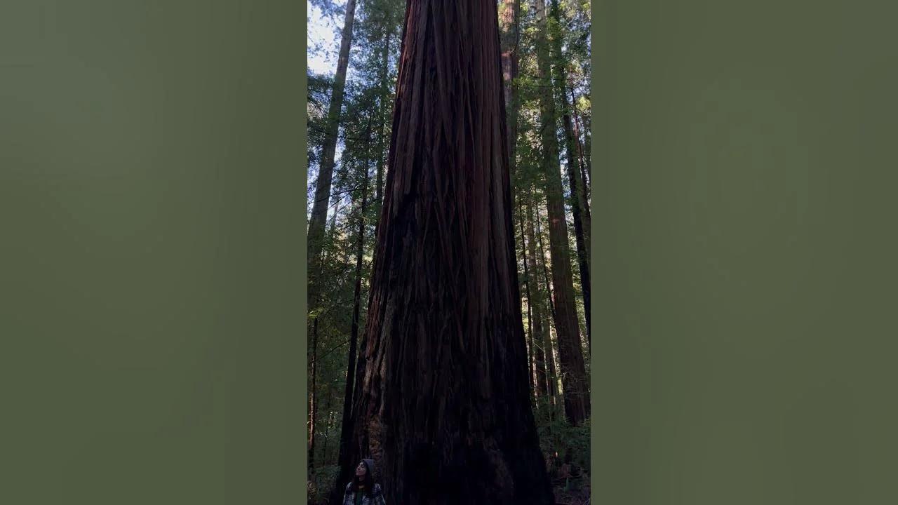 Coast Redwoods in Rockefeller Forest of Humboldt Redwoods State Park in ...