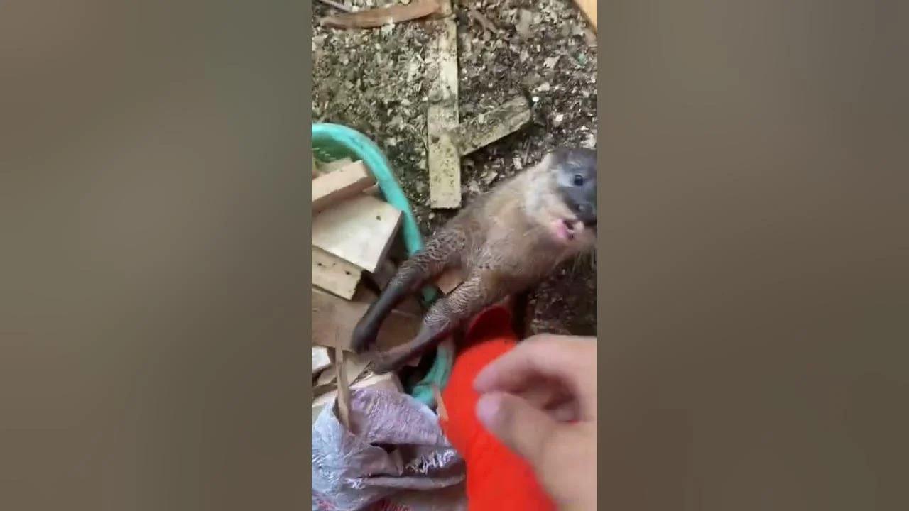 How Does Otter Titi Collect Firewood To Cook Dog Food?