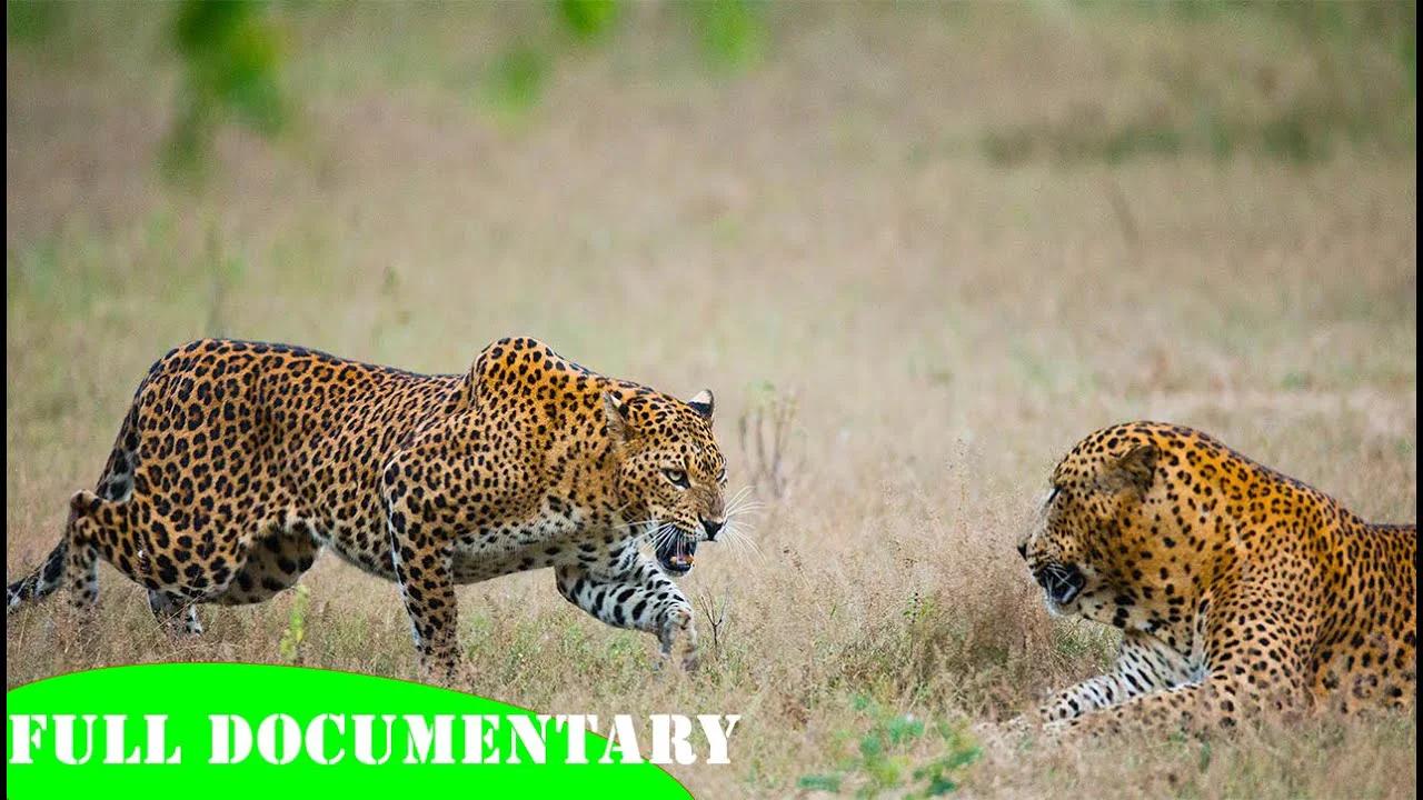 Leopards Behave In Sri Lanka