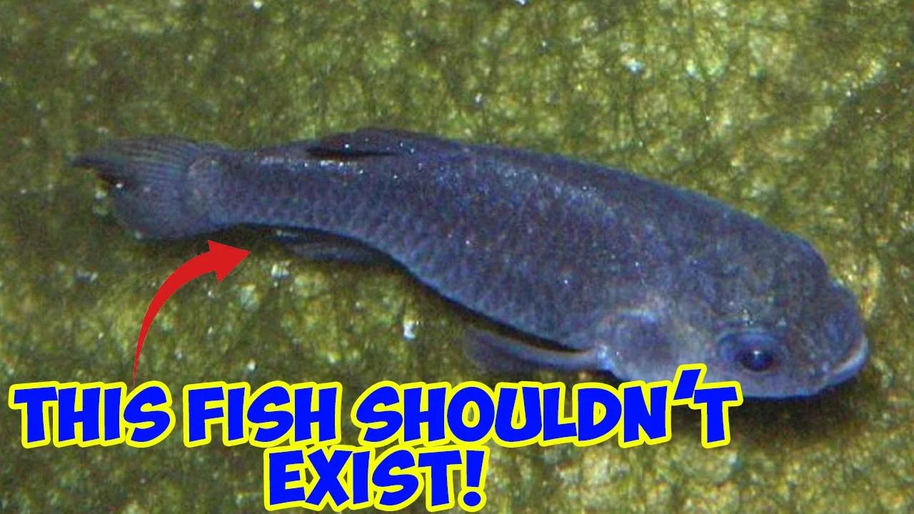 10 Impossible Things That Shouldn’t Exist