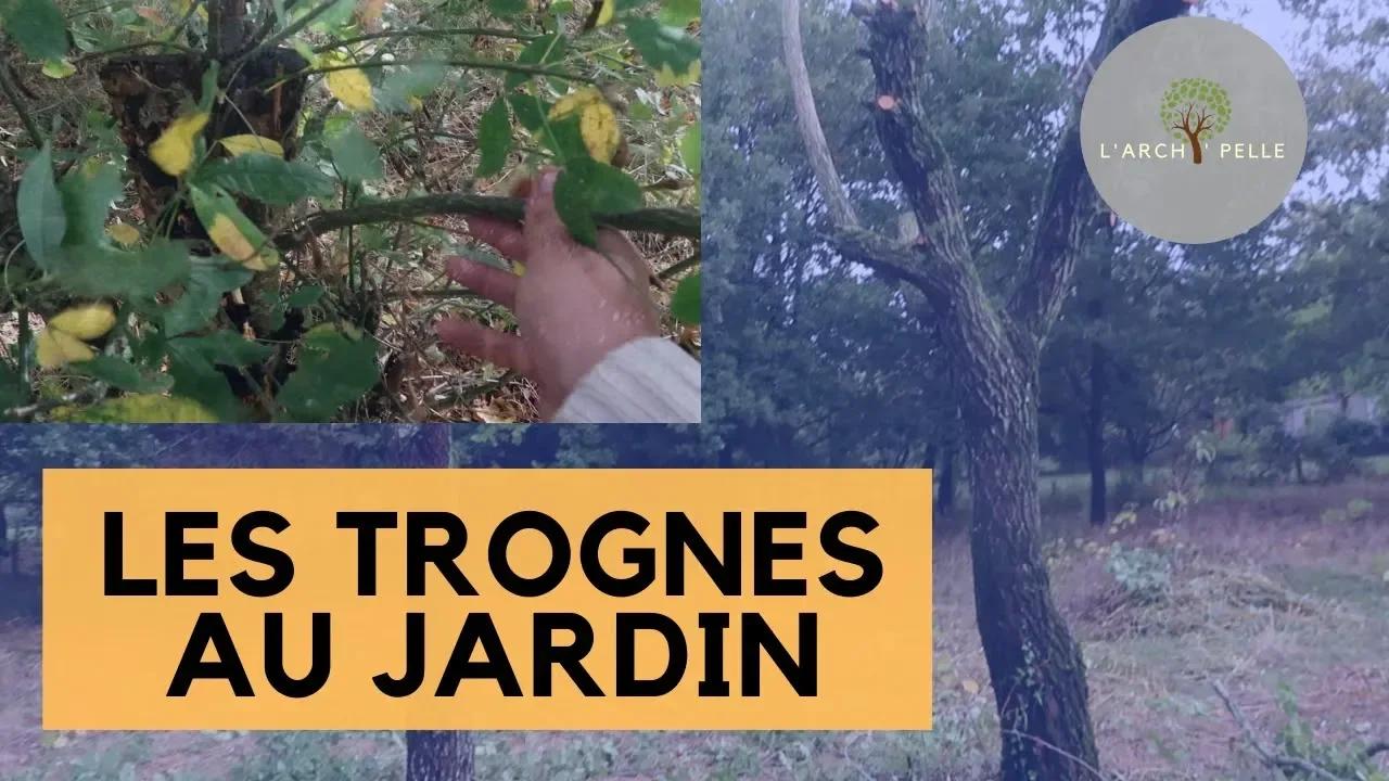 #120 Visite de L'ArchiPelle : Les trognes et le paillage maison