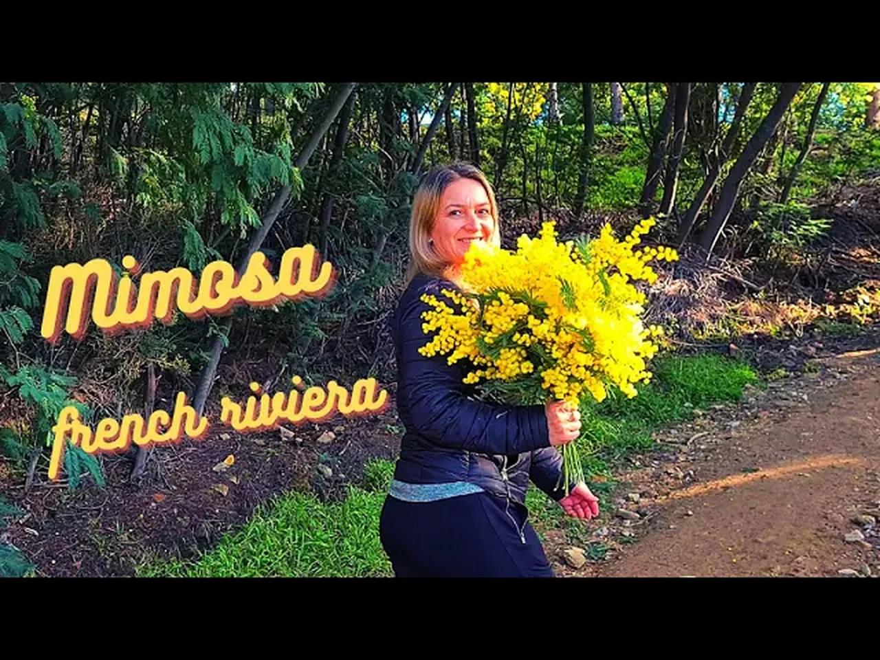 Mimosa forests in Tanneron massif! French Riviera 🇫🇷 4K UltraHD